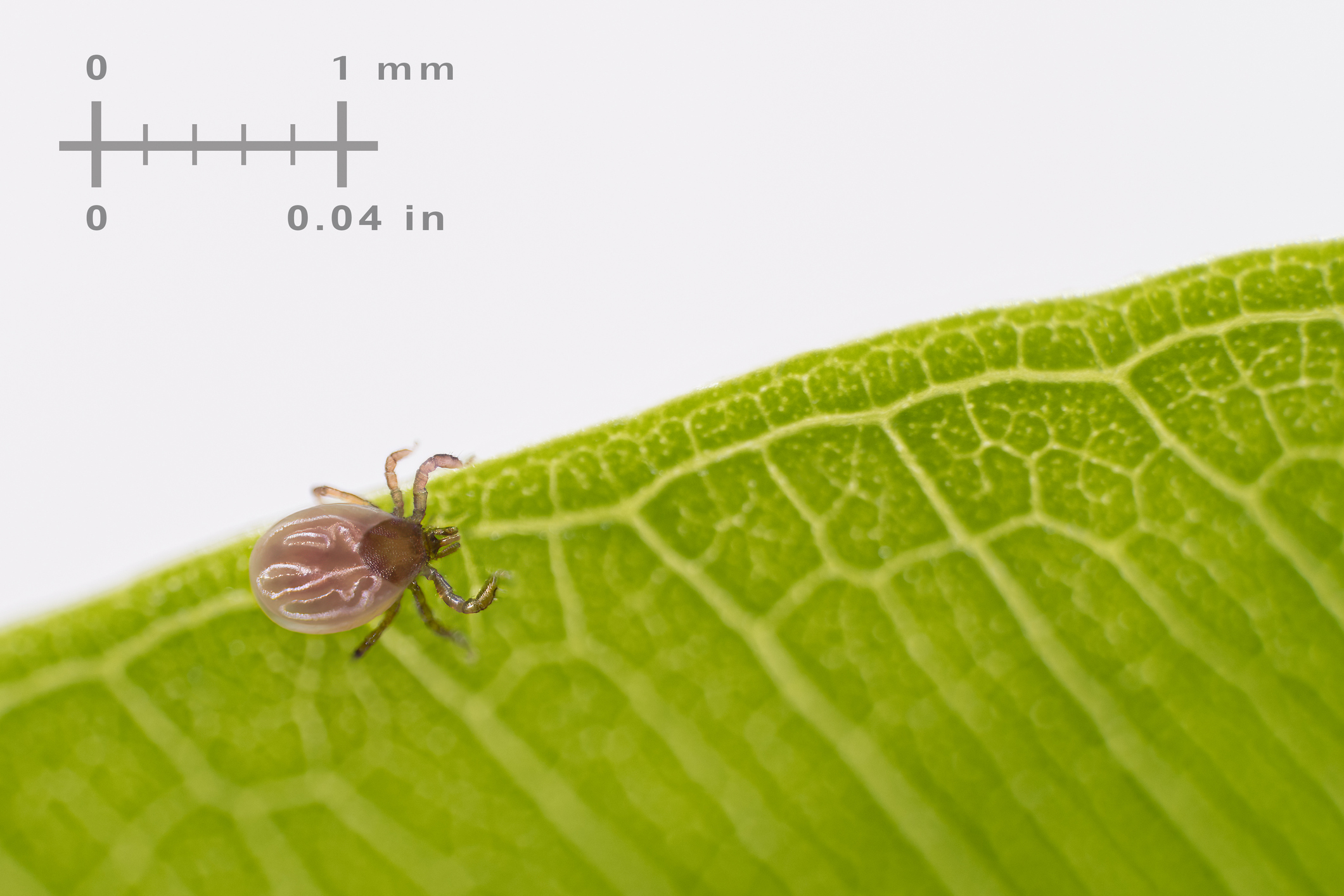 The Life Cycle of a Tick (and Why It Matters to You)